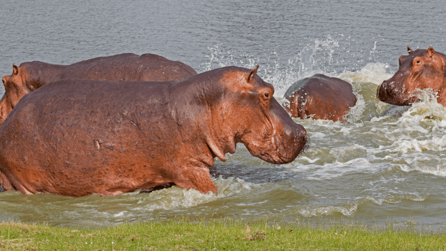 SELOUSGAME RESERVE - Selous Kinga Lodge