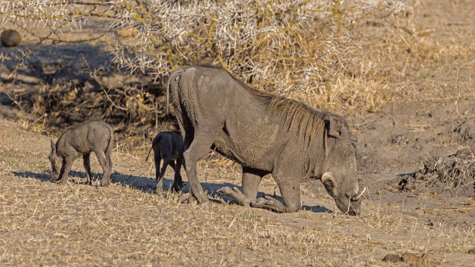 SELOUSGAME RESERVE – Selous Kinga Lodge