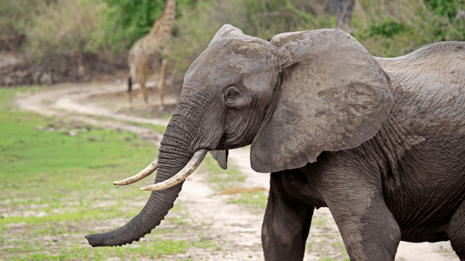 SELOUSGAME RESERVE – Selous Kinga Lodge