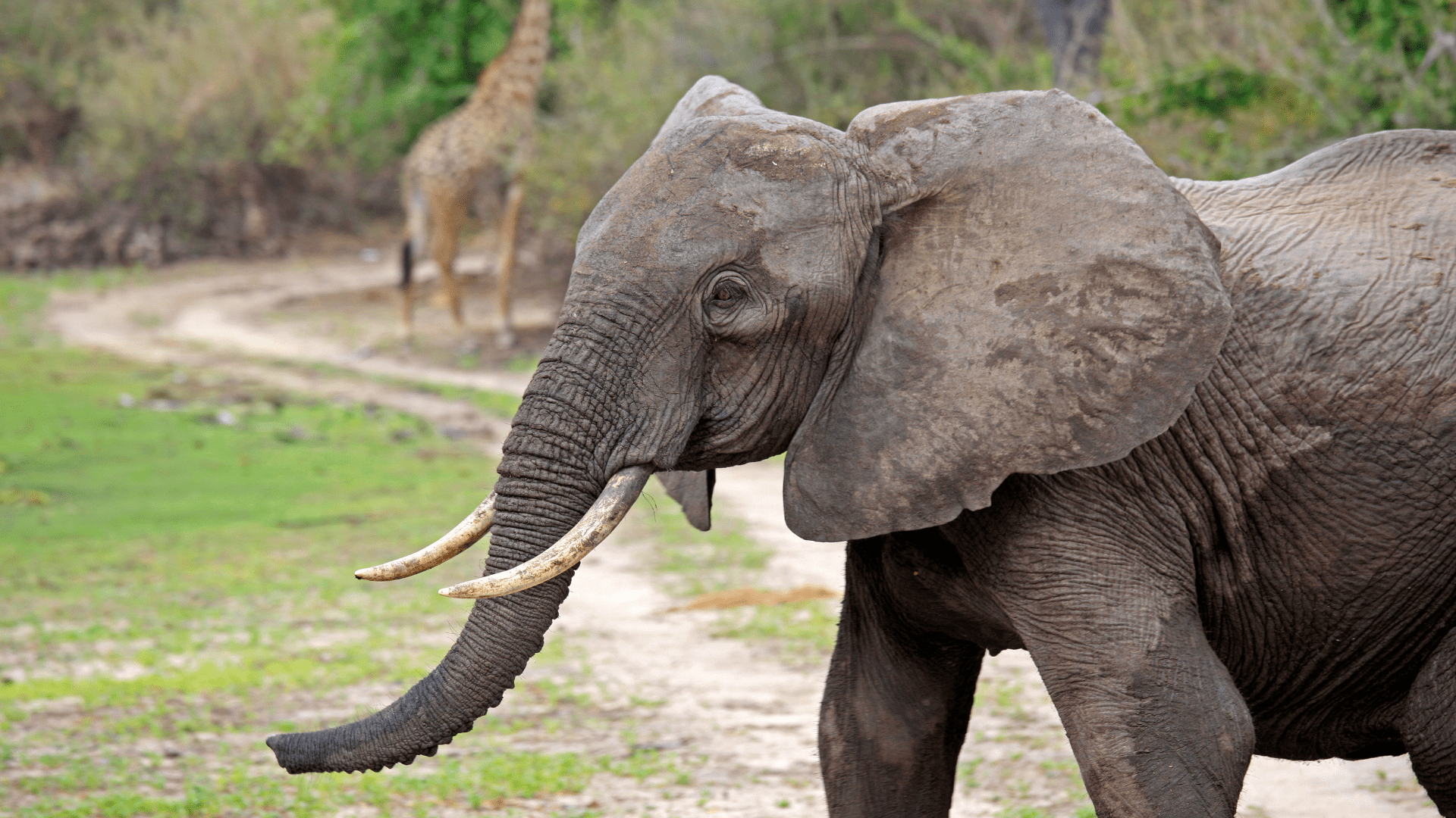 SELOUSGAME RESERVE - Selous Kinga Lodge